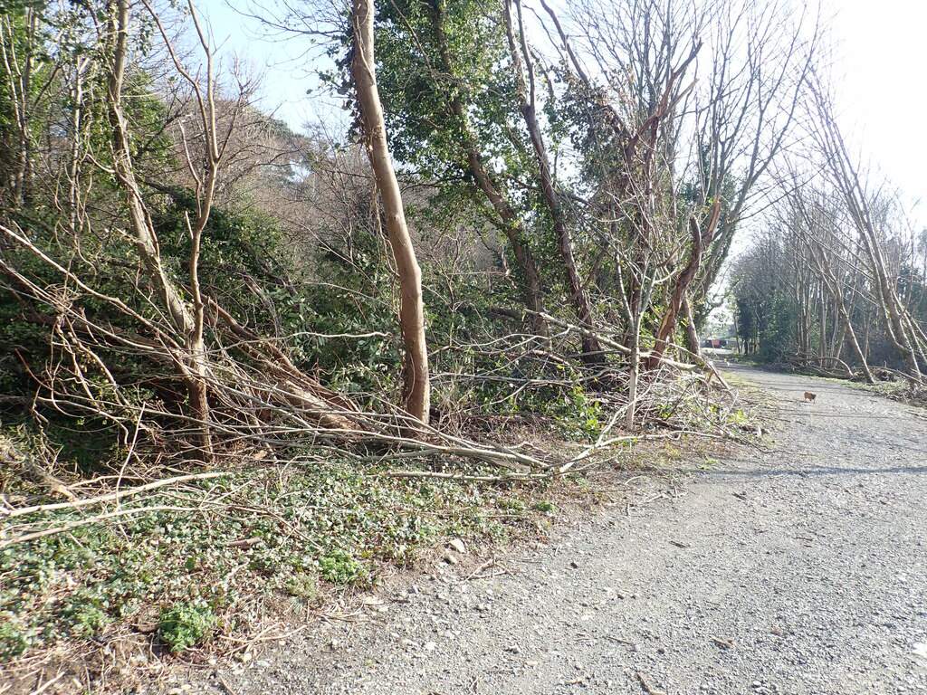Storm Éowyn hits York - Nouse