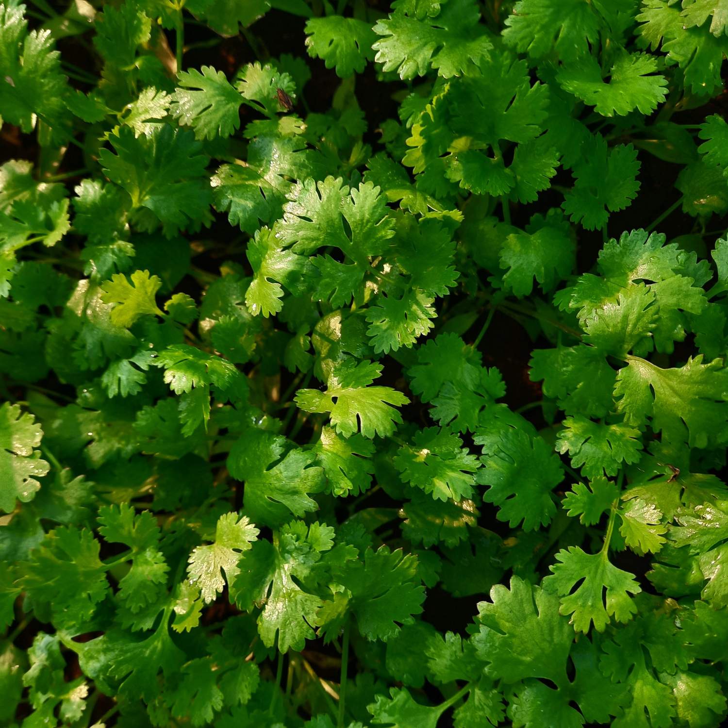 Coriander in My Fridge - Nouse